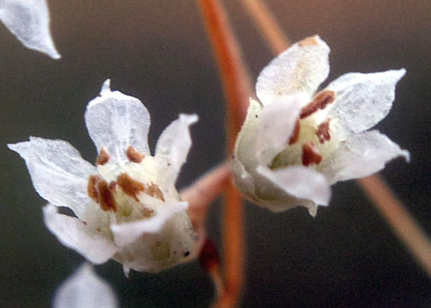 Saltmarsh Dodder, Cuscuta pacifica